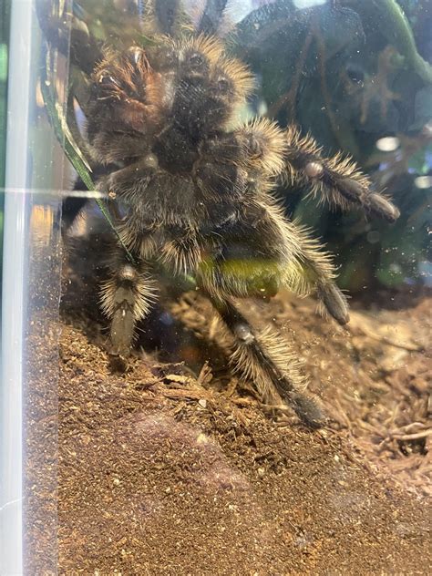 T Albo Male Or Female R Tarantulas