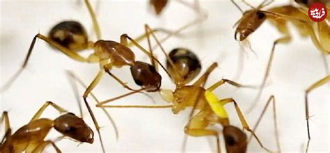 تصاویر مورچه‌هایی که با قطع پای مورچه‌ای دیگر، جان او را نجات می‌دهند