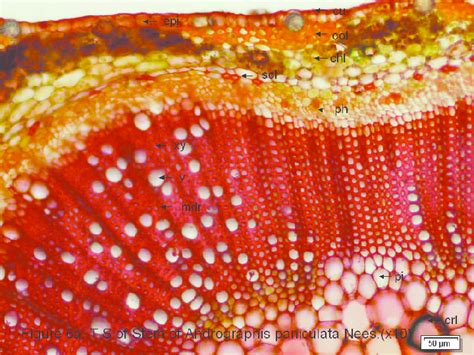 A T S Of Stem Of Andrographis Paniculata Nees × 10 Download Scientific Diagram