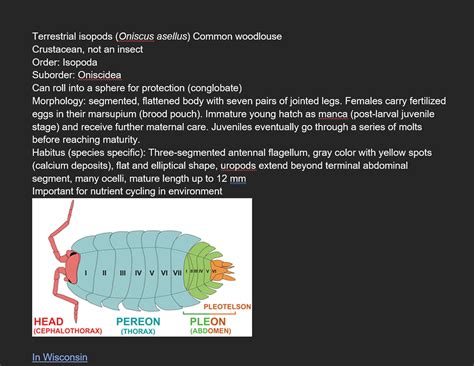 Terrestrial Isopod Anatomy Behance