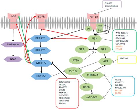 Dual Inhibition Of Mek And Pi3k Pathway In Kras And Braf Mutated Colorectal Cancers