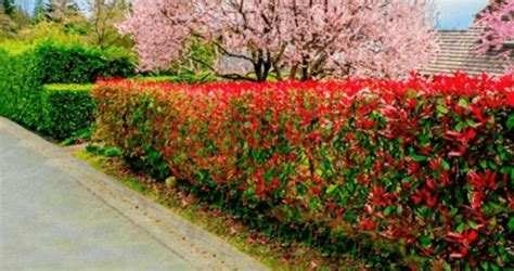 Быстрорастущие и вечнозеленые кустарники для живой изгороди фото и названия секреты обрезки