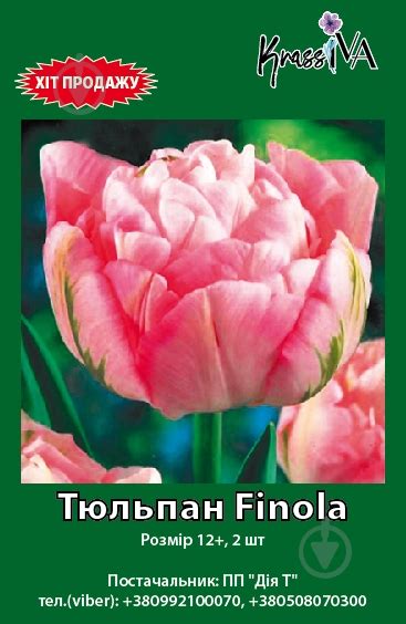 ᐉ Цибулини тюльпана Finola 2 шт упак • Купить в Киеве Украине • Лучшая цена в Эпицентр