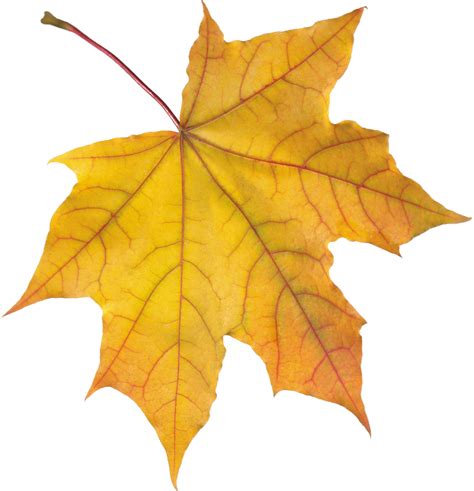 Autumn Leaf Png Autumn Png Images Download 71000 Autumn Png