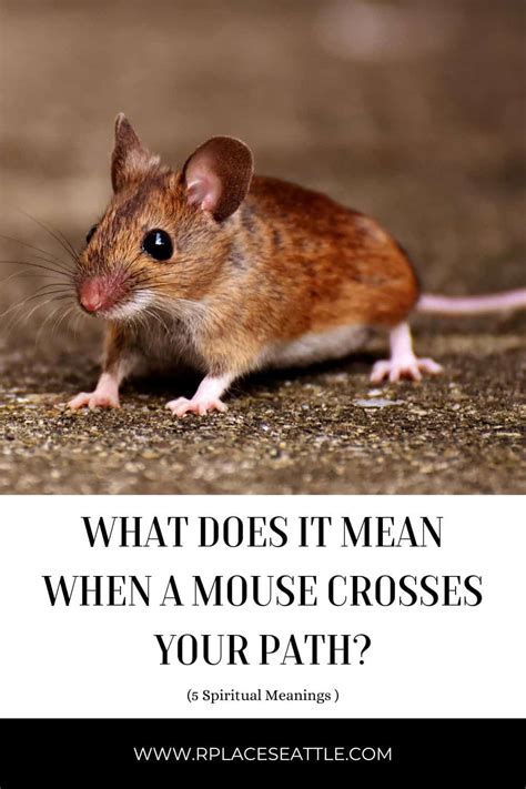 What Does It Mean When A Mouse Crosses Your Path 5 Spiritual Meanings
