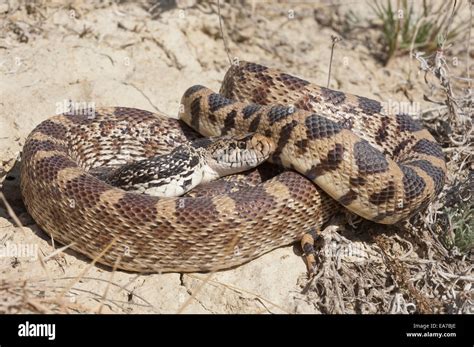 Bull Snake Pituophis Catenifer Badlands North Dakota Usa Stock