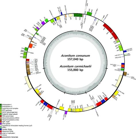 Circular Gene Map Of The Two Aconitum Species Genes Drawn Inside The Download Scientific