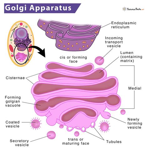 Golgi Apparatus Definition Location Structure And Functions Plant