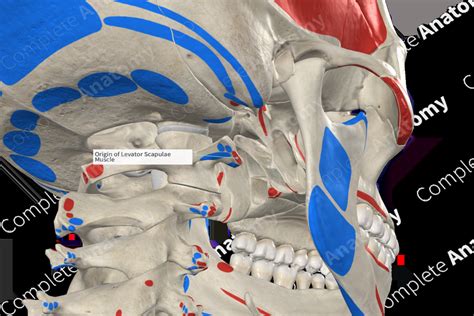 Origin Of Levator Scapulae Muscle Complete Anatomy