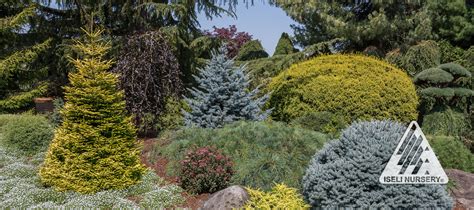 Iseli Nursery Wholesale Only