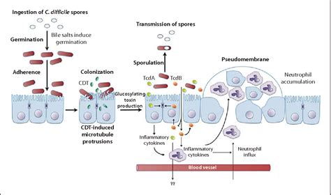Clostridium Difficile Toxin