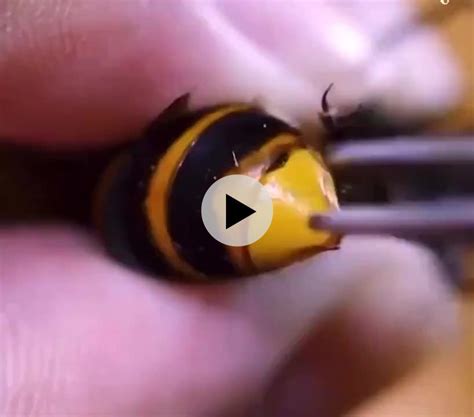 혐 벌에 기생하는 기생충 유머 움짤 이슈 에펨코리아