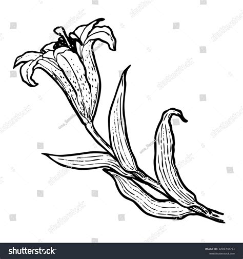Lilly Vector Illustration Isolated On White Stock Vector Royalty Free 2201738771 Shutterstock