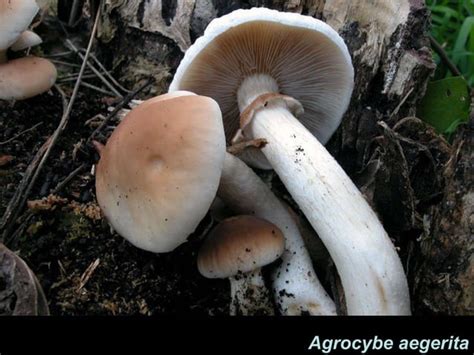 Orden Agaricales Ppt