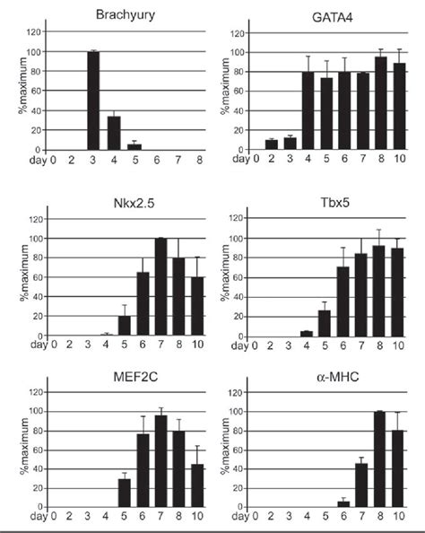 Figure 1 From Focal Adhesion Kinase Signaling Regulates Cardiogenesis