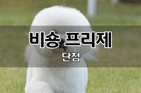 비숑프리제 단점 3가지 Ft 성격 3년 후기 블로그위키