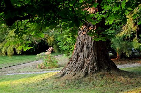 Base Of Tree Rotting Everything You Need To Know Trees Down Under