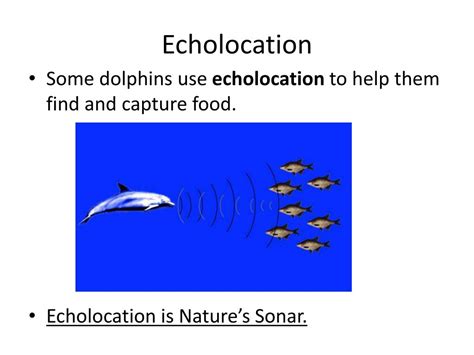 PPT Echolocation And Sonar PowerPoint Presentation Free Download ID 2323875