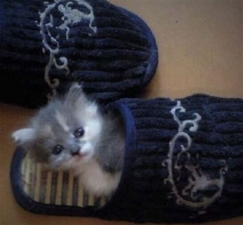 Создать мем звероварежки с котиками варежки с котятами очаровательные котята Картинки