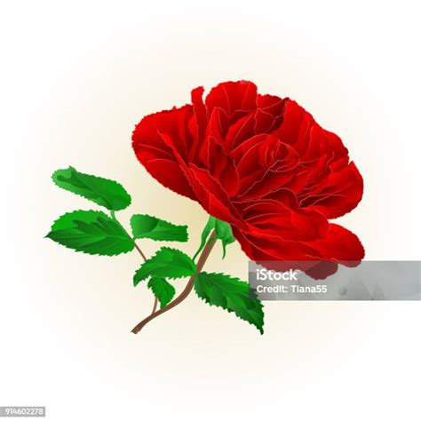간단한 붉은 장미 줄기 잎 빈티지 편집 가능한 흰색 배경 벡터 그림에 가시에 대한 스톡 벡터 아트 및 기타 이미지 가시 결혼식 공휴일 Istock
