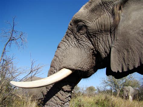 Kumpulan Gambar Kartun Gading Gajah Duinia Kartun