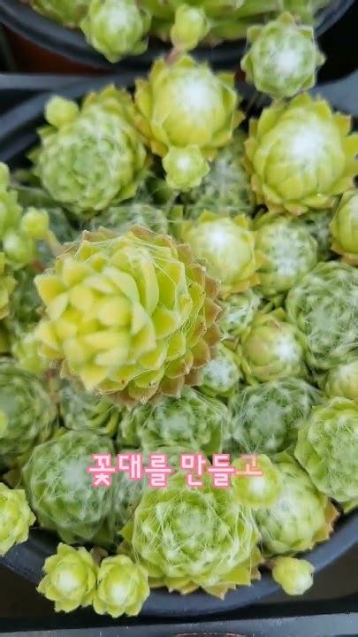 애기거미줄 바위솔꽃 박서진사랑할나이우물정진주바위솔 Youtube