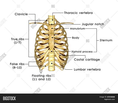 Rib Cage Anatomy Labeled Human Rib Cage Drawing At Getdrawings Free