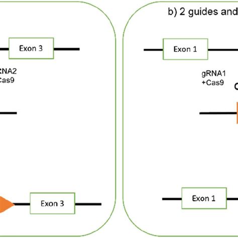 Generation Of Conditional Knock In Dual Guide Approach Download Scientific Diagram
