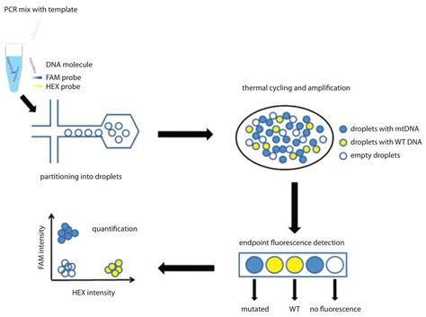 Droplet Digital Pcr Ddpcr Creative Diagnostics