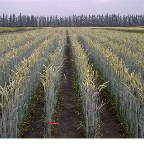 Pdf Triticale Breeding—progress And Prospect