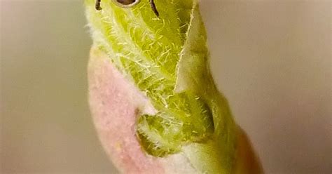 Nsf Eid Lyme Gradient Project Life Stages Of The Blacklegged Tick Ixodes Scapularis