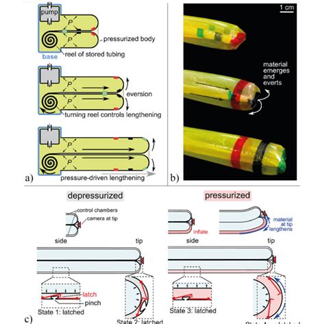 Soft Robot With Growth Navigation A A Schematic Side Section View Of