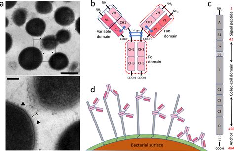 Streptococcus Pyogenes Slide