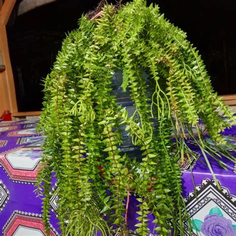 Kumpay Cucuk Lazada Indonesia