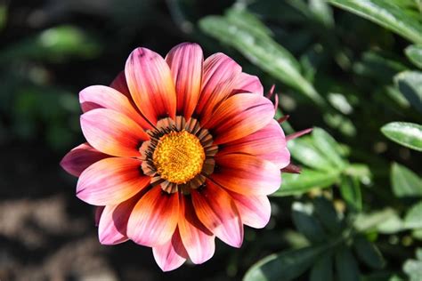 🌼საქართველოს ეროვნული ბოტანიკური სითი კვირა • City Kvira