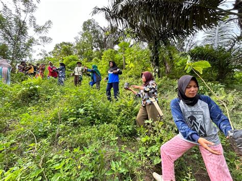 Menilik Praktek Pertanian Cerdas Iklim Di Desa Ilomata Perkumpulan Japesda