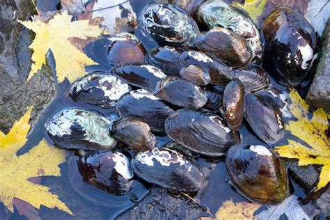Scientists Create 3d Models Of Freshwater Mussels To Help Save Them From Extinction Research News
