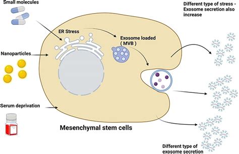 Mesenchymal Stem Cells Derived Exosomes In Various Diseases Ijn