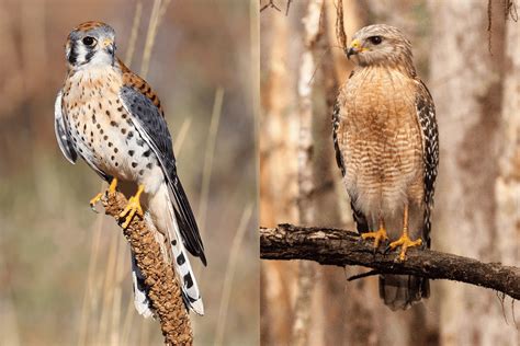 The American Kestrel Vs Hawk Similar Species Comparison