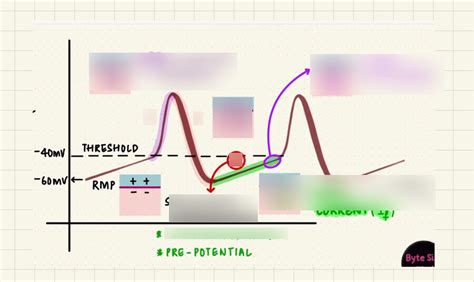 Autorhythmic Cardiac Cell Action Potential Graph Diagram Quizlet