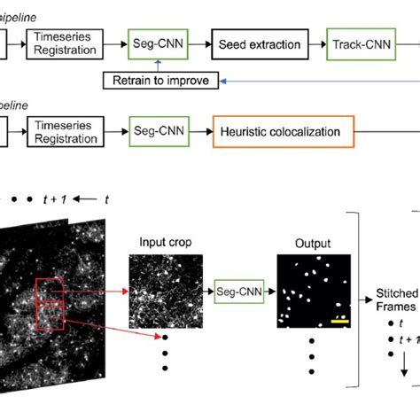Computational Neural Network Analysis Pipeline A Overview Of The Download Scientific