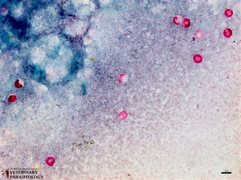 Cryptosporidium Sp Protozoa Monster Hunters Guide To Veterinary Parasitology
