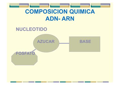 Composicion Quimica Adn