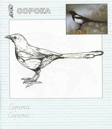 Раскраски Птицы Сорока 70 фото
