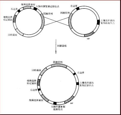 农杆菌ti质粒 农杆菌质粒 质粒 第3页 大山谷图库