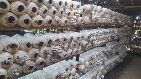 ရမည်းသင်းမြို့နယ် ဆည်တွင်းကျေးရွာတွင် ငွေနှင်းမှို စိုက်ပျိုးရောင်းချခြင်းဖြင့် နေ့စဉ်ပုံမှန်ဝင