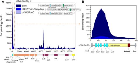 High Throughput Sequencing Analysis Of Purified Pdu Laci Mcps A