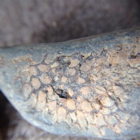 Tabulate Coral Member Collections The Fossil Forum