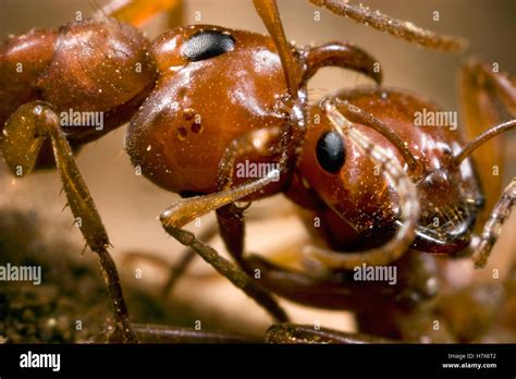 Amazon Ant Polyergus Sp Female Worker Positioning Mandibles To Pierce