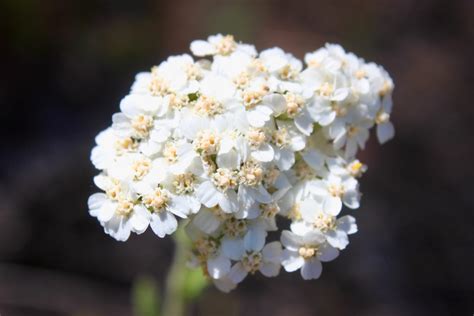 Achillea Millefolium Calflora